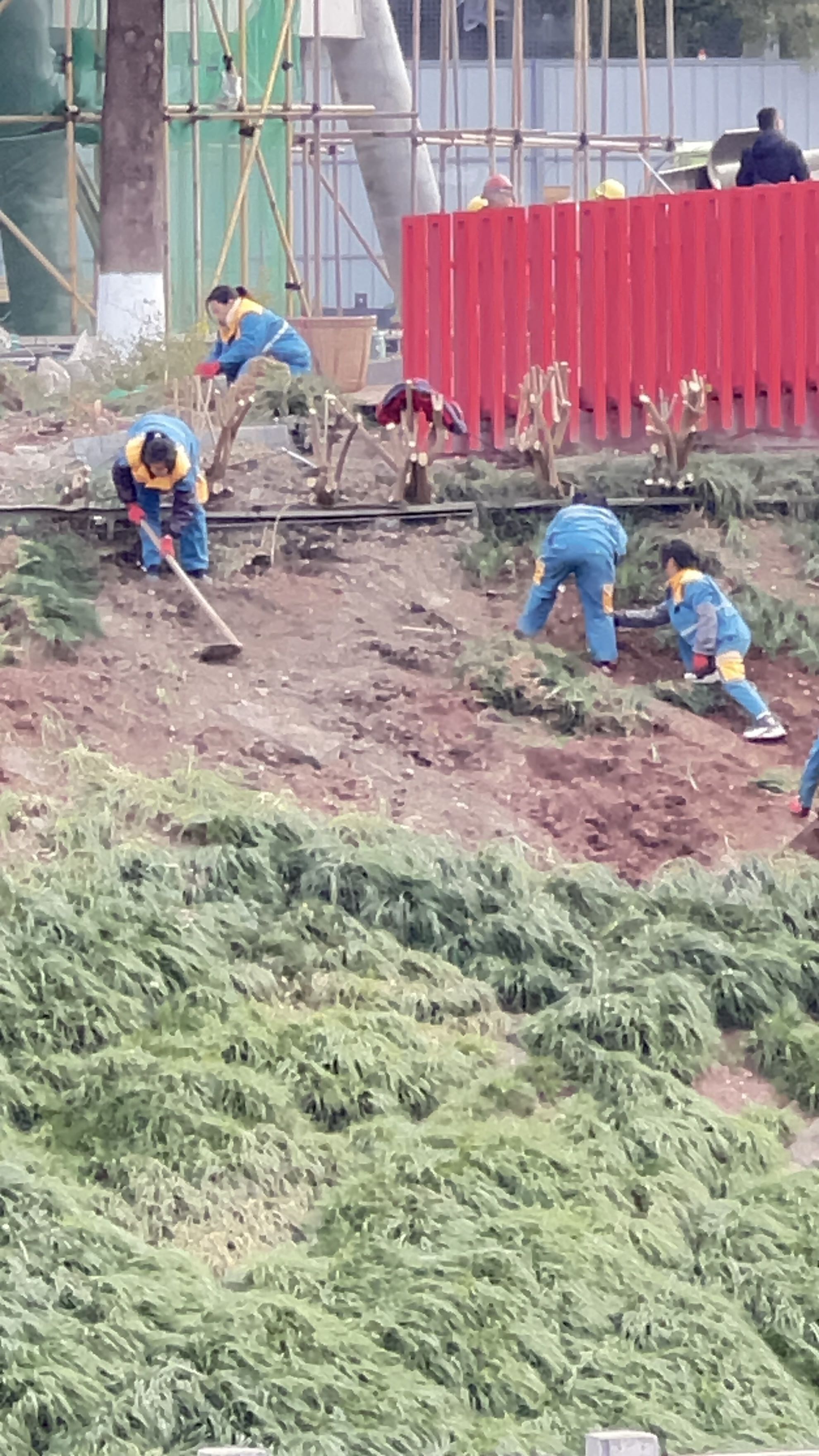 资阳九曲河畔：雁南桥旁园林巧作，麦冬新绿唤河堤生机